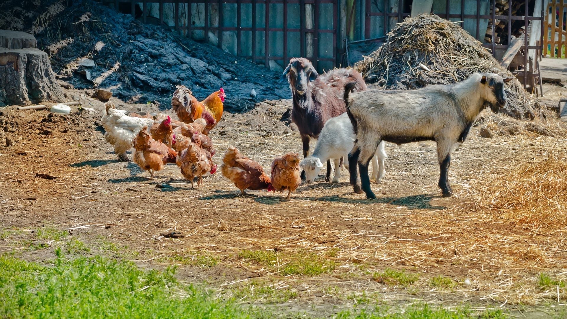 Farm Raised Egg: Traditional Methods & Quality – Misty Meadows